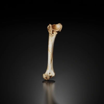 AI Human femur bone. 3D Models | Realistic Human femur bone. 3D ...